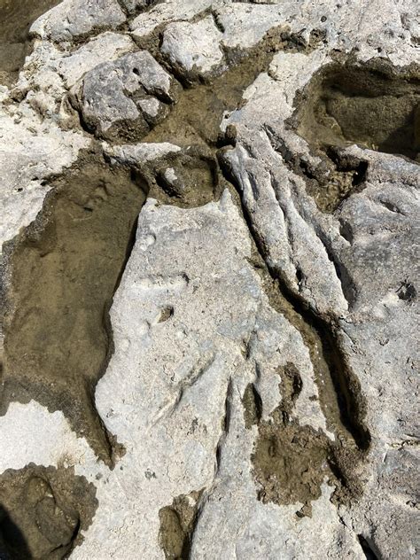 Possible Fossil Foot Print Rpaleontology