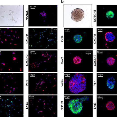 Stem Cell Marker Expression Is Enriched And Maintained In HPASCs After Download Scientific