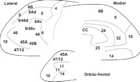 8 Human Prefrontal Cortex Lateral View From Outside Medial View Download Scientific