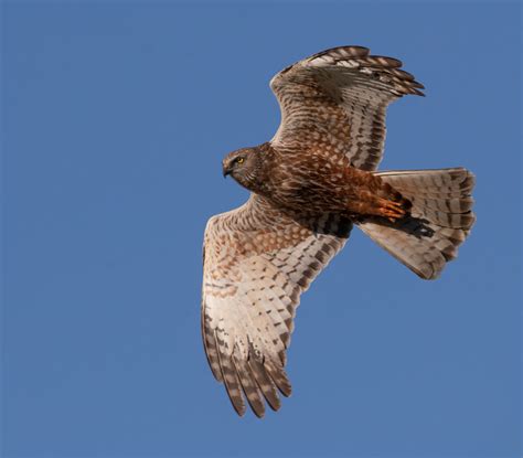 African Marsh Harrier Circus Ranivorus Buckham Birding