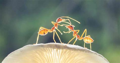 Can Ants Clone Themselves Explained