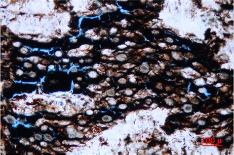 I Have A Fossilized Jurassic Aged Algae Can Anyone Share Ideas On A