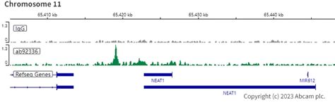 Anti Runx1 Aml1 Runx3 Runx2 Antibody Epr3099 Bsa And Azide
