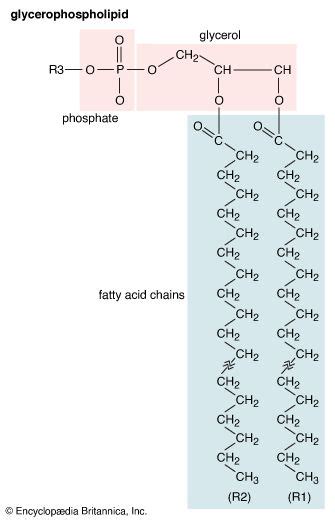 Lipid Definition Structure Examples Functions Types And Facts Britannica