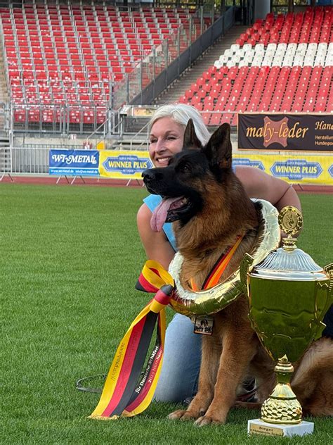 Sieger Alemán 2025 🇩🇪 Criadero Von Armel Guatemala Facebook