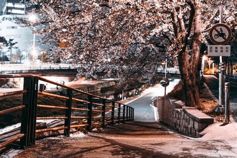 Premium Photo View Of Cherry Blossom Tree During Winter