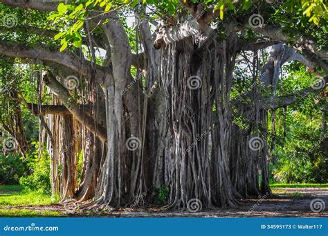 Banyan Tree Leaves Stock Image 10339843