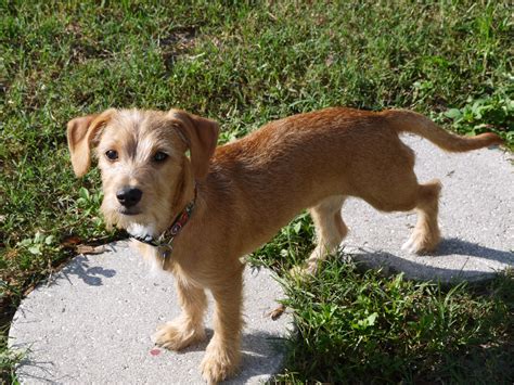 Marvel Miniature Wirehair Dachshund Chihuahua Toy Fox Terrier Mix
