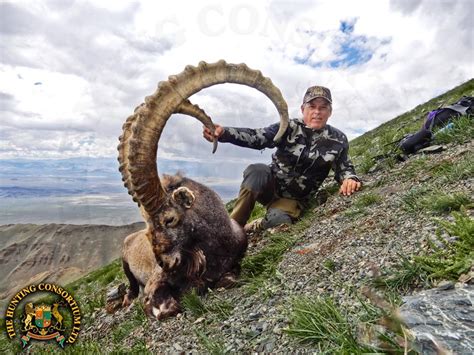 Altai Argali Hunting Best Altai Argali Hunting In Western Mongolia
