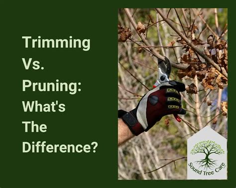 What Is The Difference Between Tree Trimming And Pruning