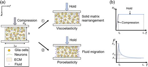 Schematic Of Brain Tissue Under Unconfined Compression Isometric Hold Download Scientific