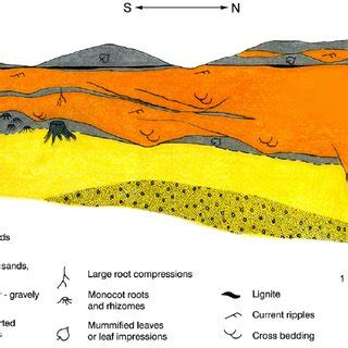 Geological Cross Section Of The Fossil Forest Succession The Download Scientific Diagram