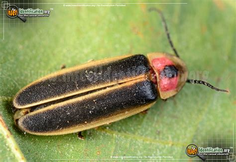 Big Dipper Firefly