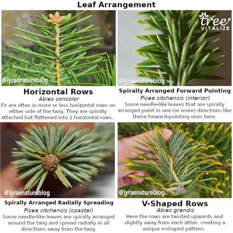 Different Types Of Fir Trees Their Identifying Features