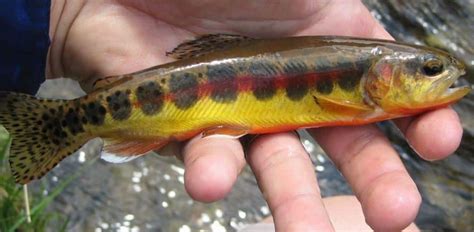 Trout Species
