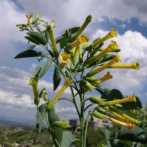 Nicotiana Glauca Alchetron The Free Social Encyclopedia