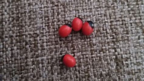 Tekad Si Biji Saga Bening Indonesia Foundation