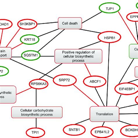 Functional Clustering Of The Differentially Modulated Phosphoproteins