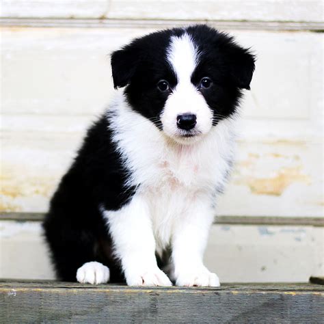 56 Best Images Border Collie Puppies Portland Oregon Sway Border