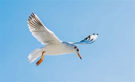 商务服务翻译公司在翻译时需要注意什么 知乎