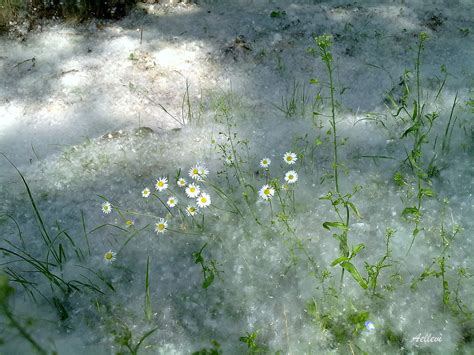 Polline del pioppo | a ellevì | Flickr
