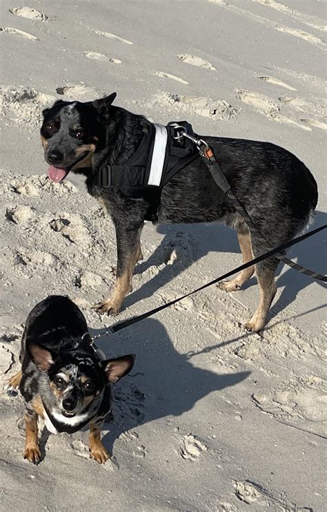 Beach Boys : r/Chihuahua