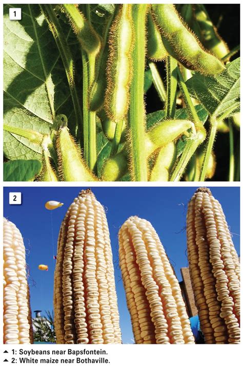 Facts And Fiction About GM Crop Safety