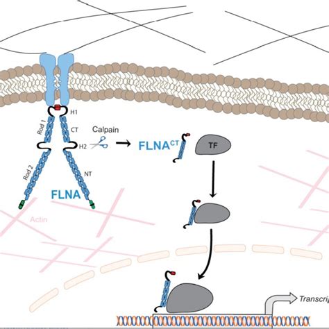 Schematic Illustration Of The Regulation Of Function Of Transcriptional Download Scientific
