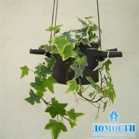 Подвесные горшки для цветов