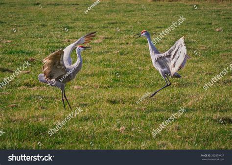 Dancing Mating Sandhill Cranes Stock Photo Shutterstock