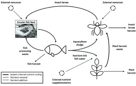 Schematic Representation Of The Nutrient Flows Within The Proposed Download Scientific Diagram