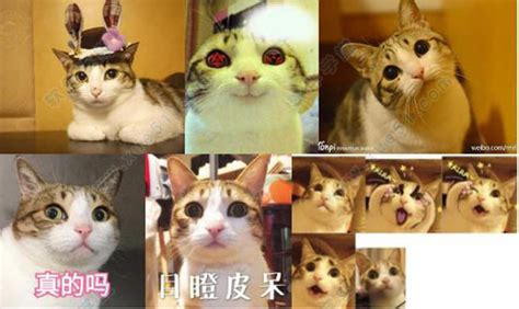 瓜皮猫表情包 皮皮软