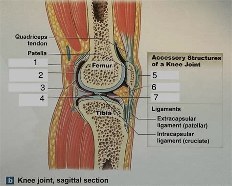 Human Anatomy Chapter 8 Joint Articulations Diagram 5 Diagram Quizlet