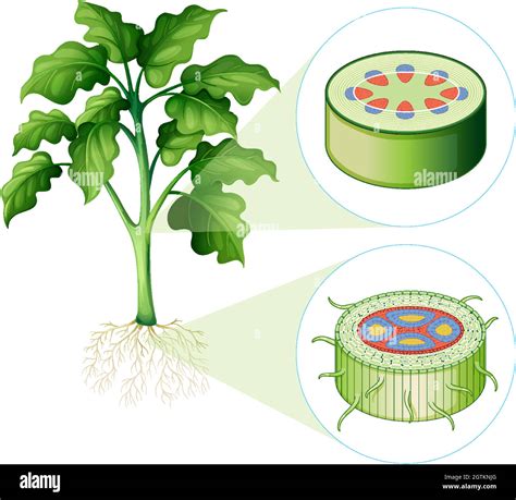 Plant Root Cell