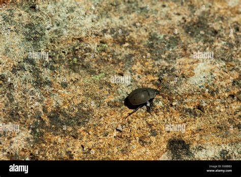Madagascar National Park Of Isalo Small Shield Bug Acanthosomatidae On Rock Formation Stock