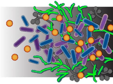 Thousands Of New Microbial Communities Identified In Human Body Broad