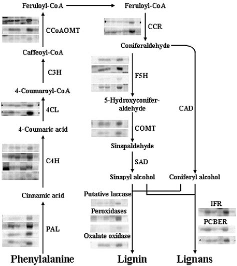 the phenylpropanoid pathway in angiosperms cdna aflp expression
