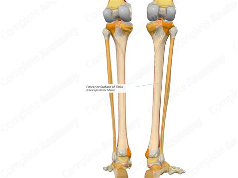 Posterior Surface Of Tibia Complete Anatomy