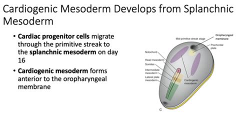 Lecture 5 Introduction To Heart And Vascular Development Flashcards Quizlet