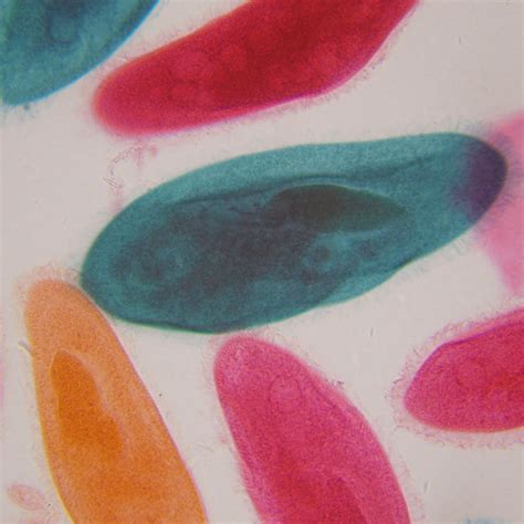 Explorestars Software And Database Downloads Pmc Eight System Download