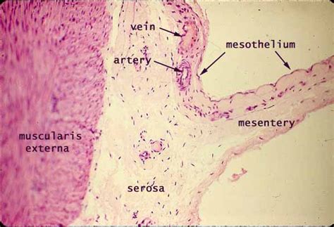 Mesothelium Vs Endothelium Histology Mesothelium Hi Res Stock