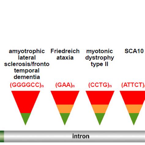 Diagrammatic Representation Of The Repeat Expansion Diseases Showing Download Scientific