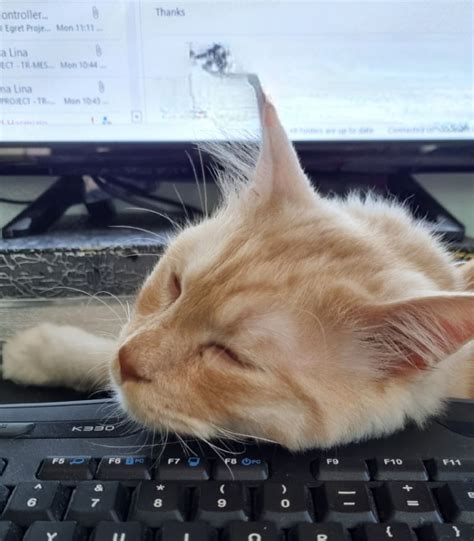 Abdul Haadi Ali Hassan On Linkedin Wfh