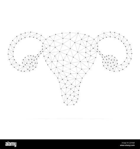 Female Reproductive System With Low Poly Black Connected Dots Internal Organ With Triangular