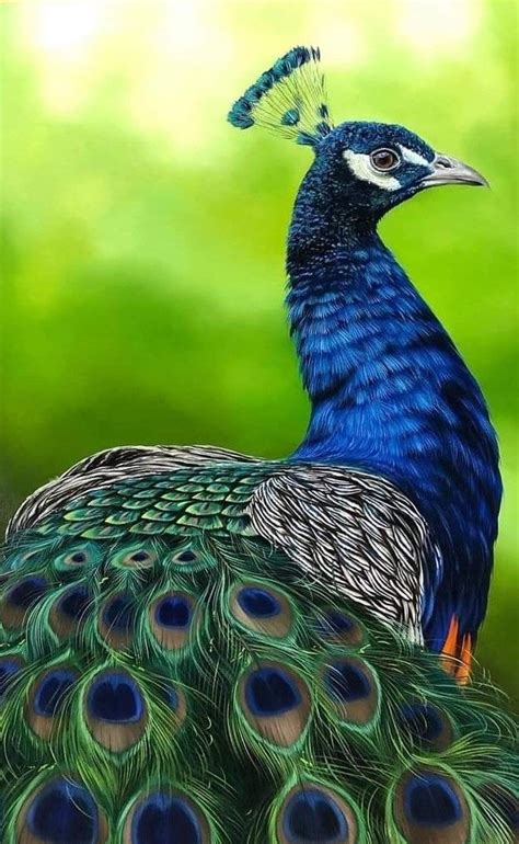 Click To Watch Video About Peacock Birds Animals Tattoo Nature