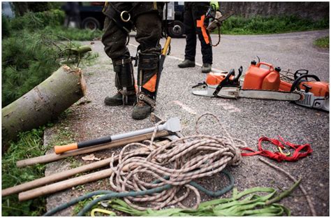 How To Prepare For Tree Felling Tree Removal Sydney Fast Safe Reliable Services