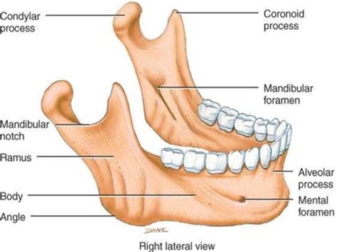 Infra Temporal Fossa Anatomy PPT