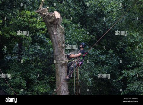 Arborist Tree Surgeon Using Safety Ropes And Guide Lines Felling Tree In UK Stock Photo Alamy