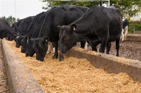 Maize Silage For Heifers Pioneer