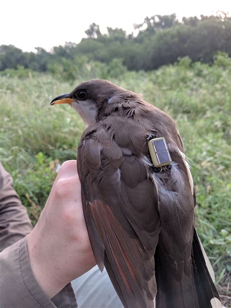 Mapping The Mysteries Of Bird Migration Common Home Georgetown University